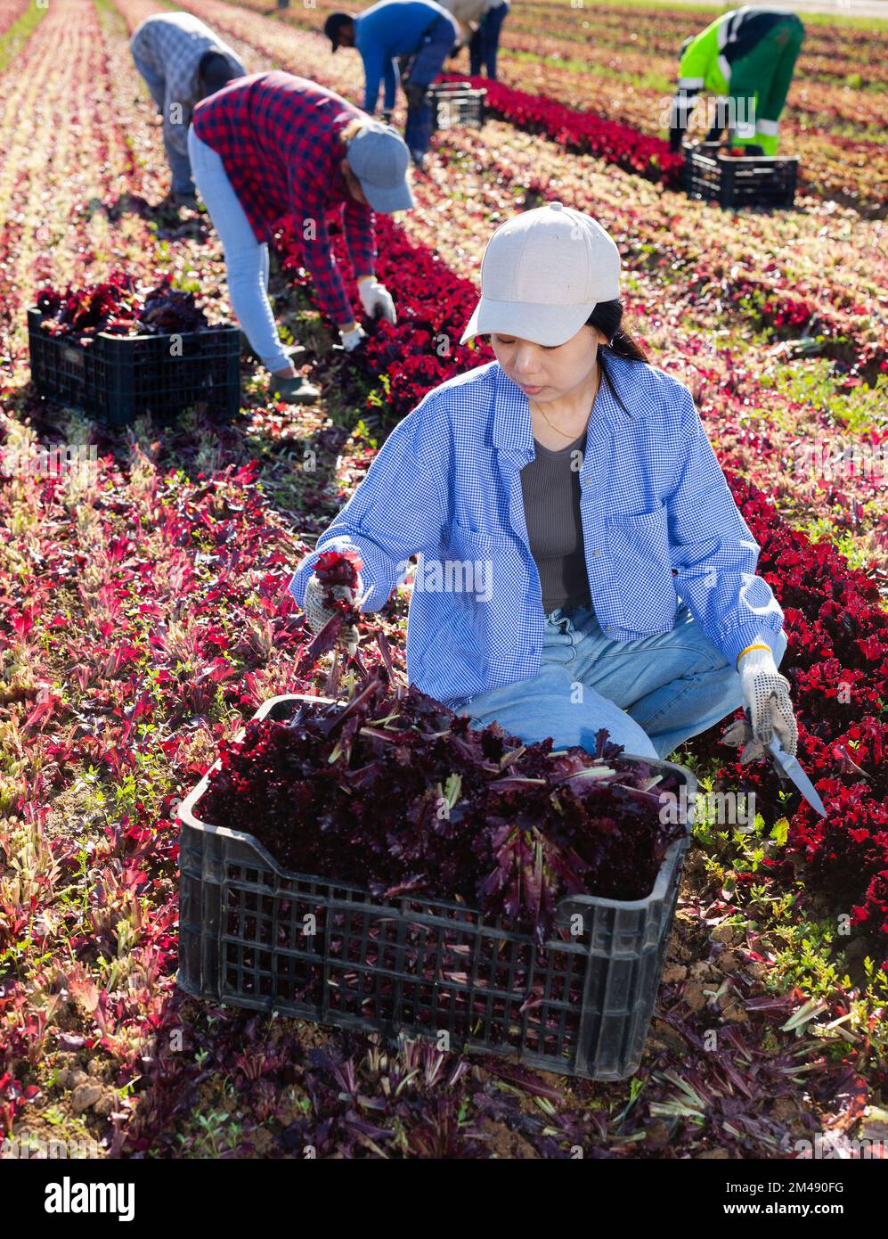 Hired worker asian woman, harvesting fresh red lettuce using knife on ...
