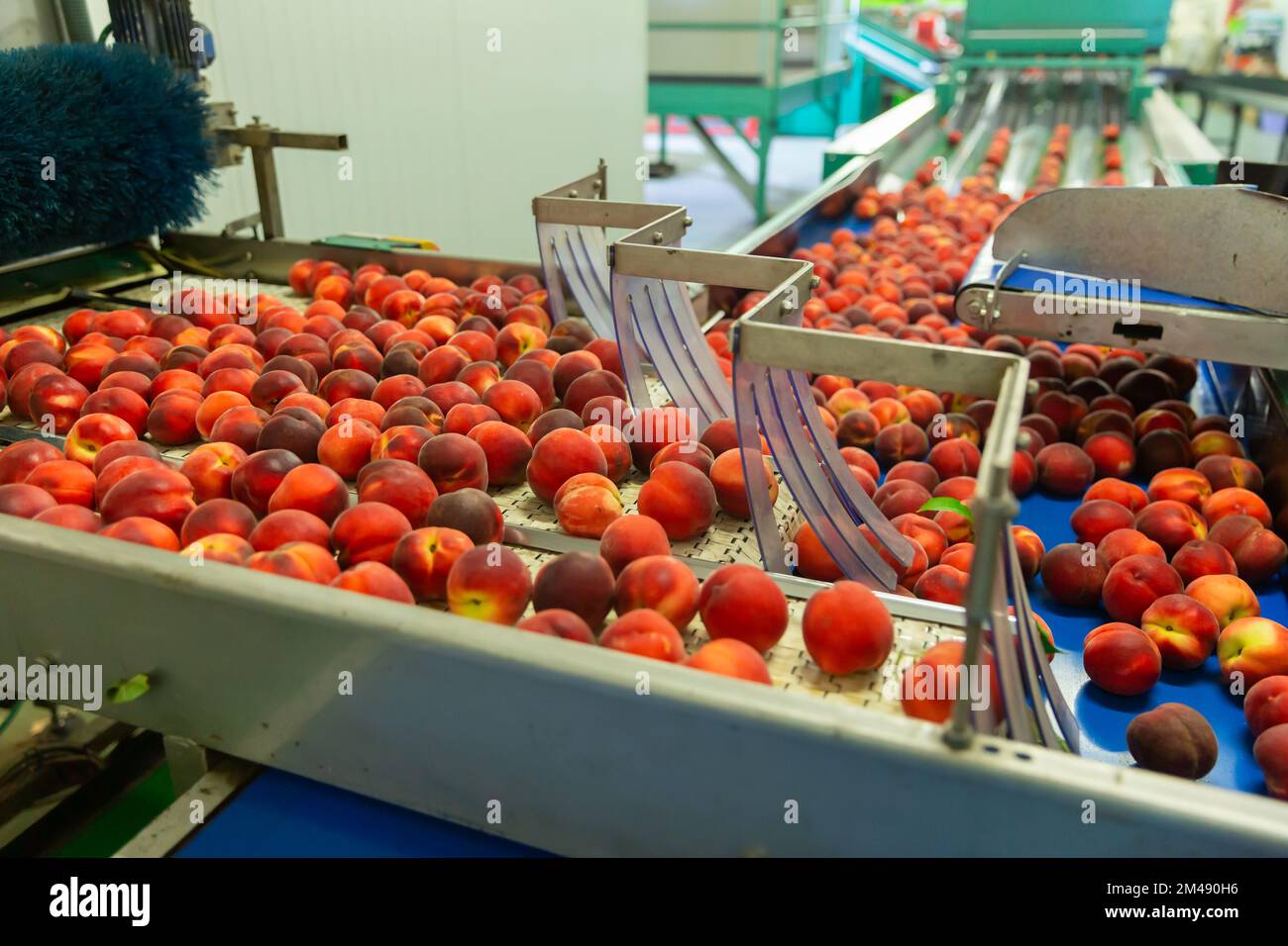 Conveyor line of calibrating and packaging fruits with peaches Stock ...