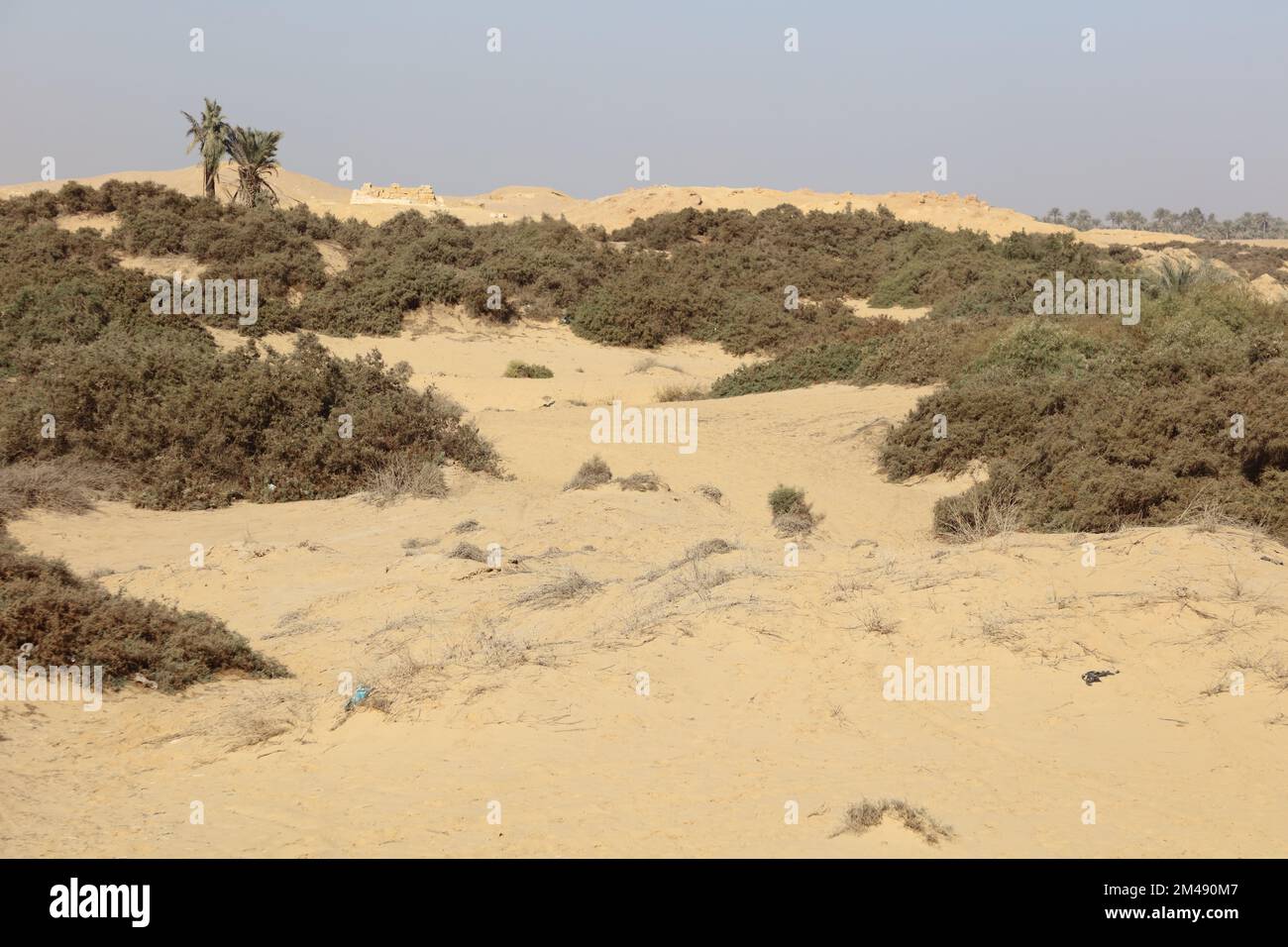 Desert, Sand, and Wild Plants Stock Photo - Alamy