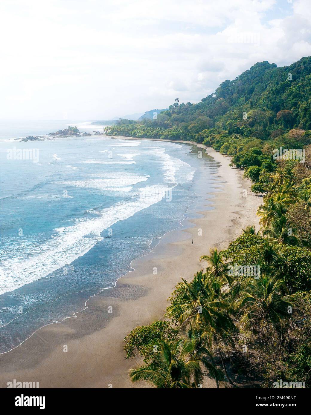 A vertical aerial shot of the beach full of palm trees and the waves of ...