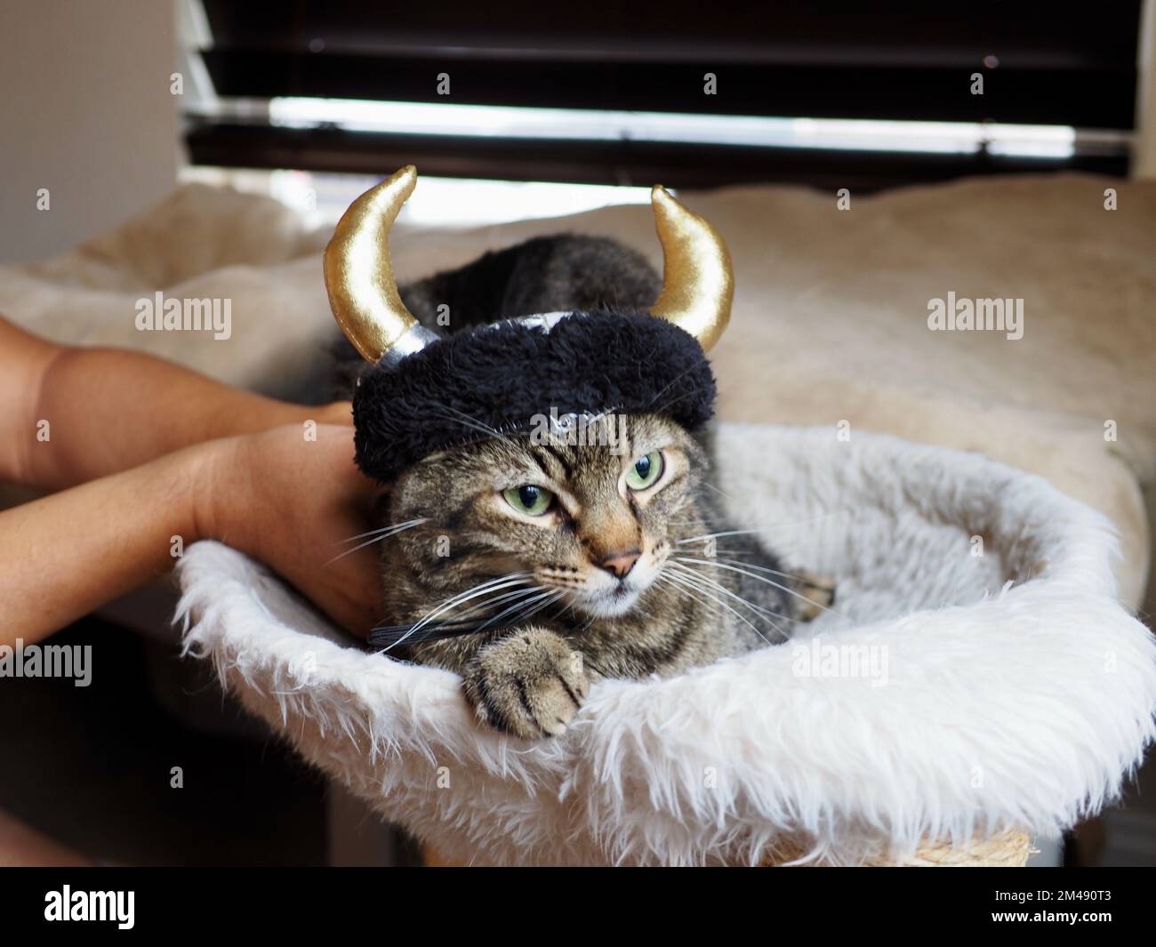 My 3 cats Stock Photo - Alamy