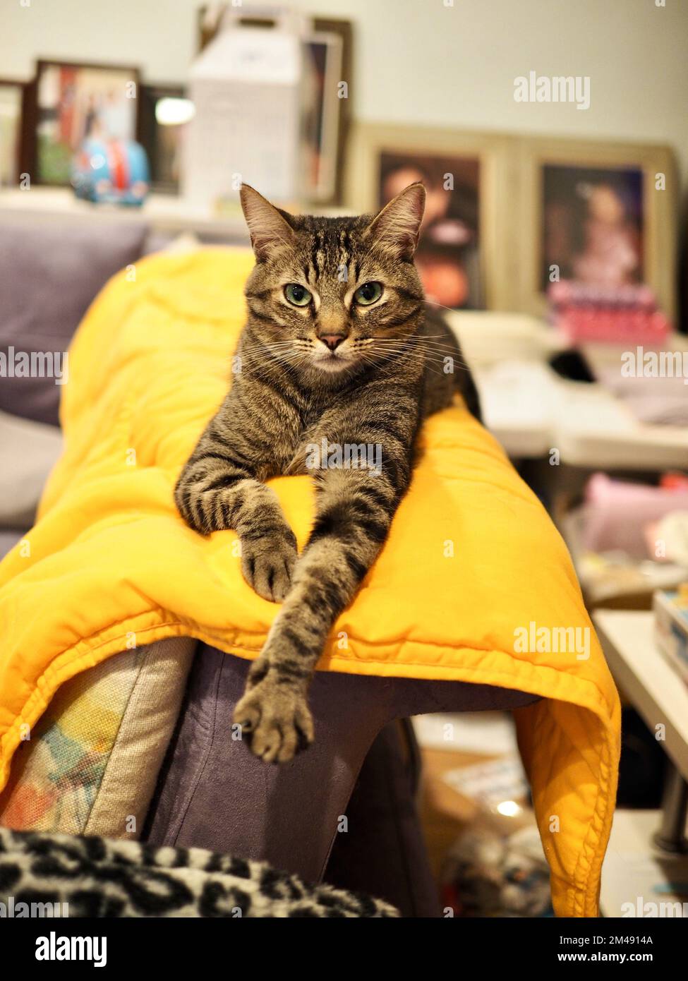 Morphy the tabby cat Stock Photo - Alamy