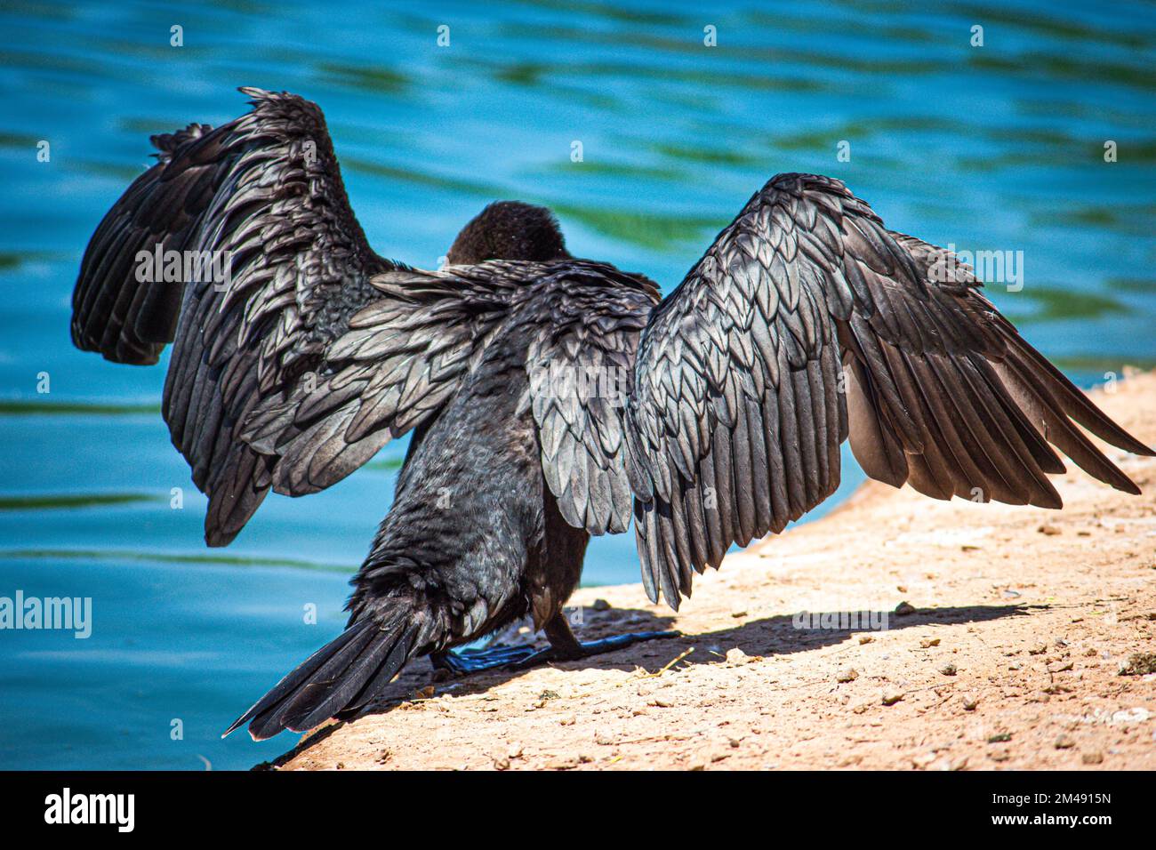 A closeup of a black cormorant spreading its wings on the shore of the ...