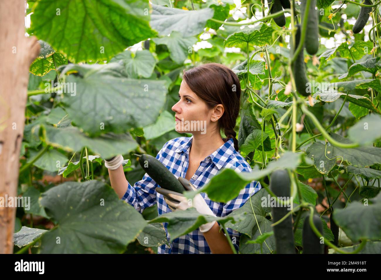 Female farm worker gathering crop of cucumbers in hothouse Stock Photo ...