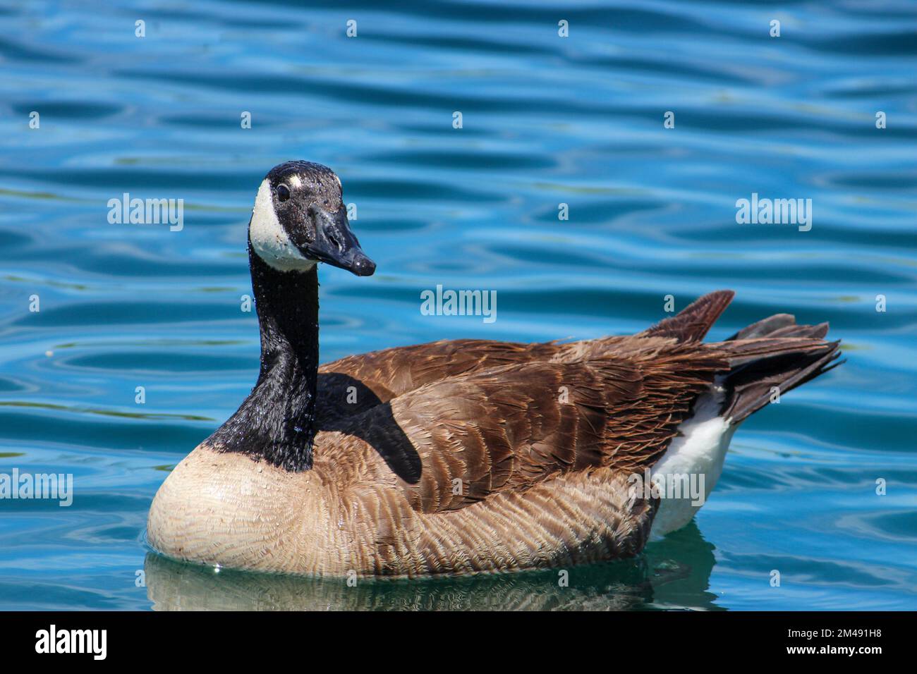 A closeup of a Canadian goose swimming in the lake under the sunlight ...