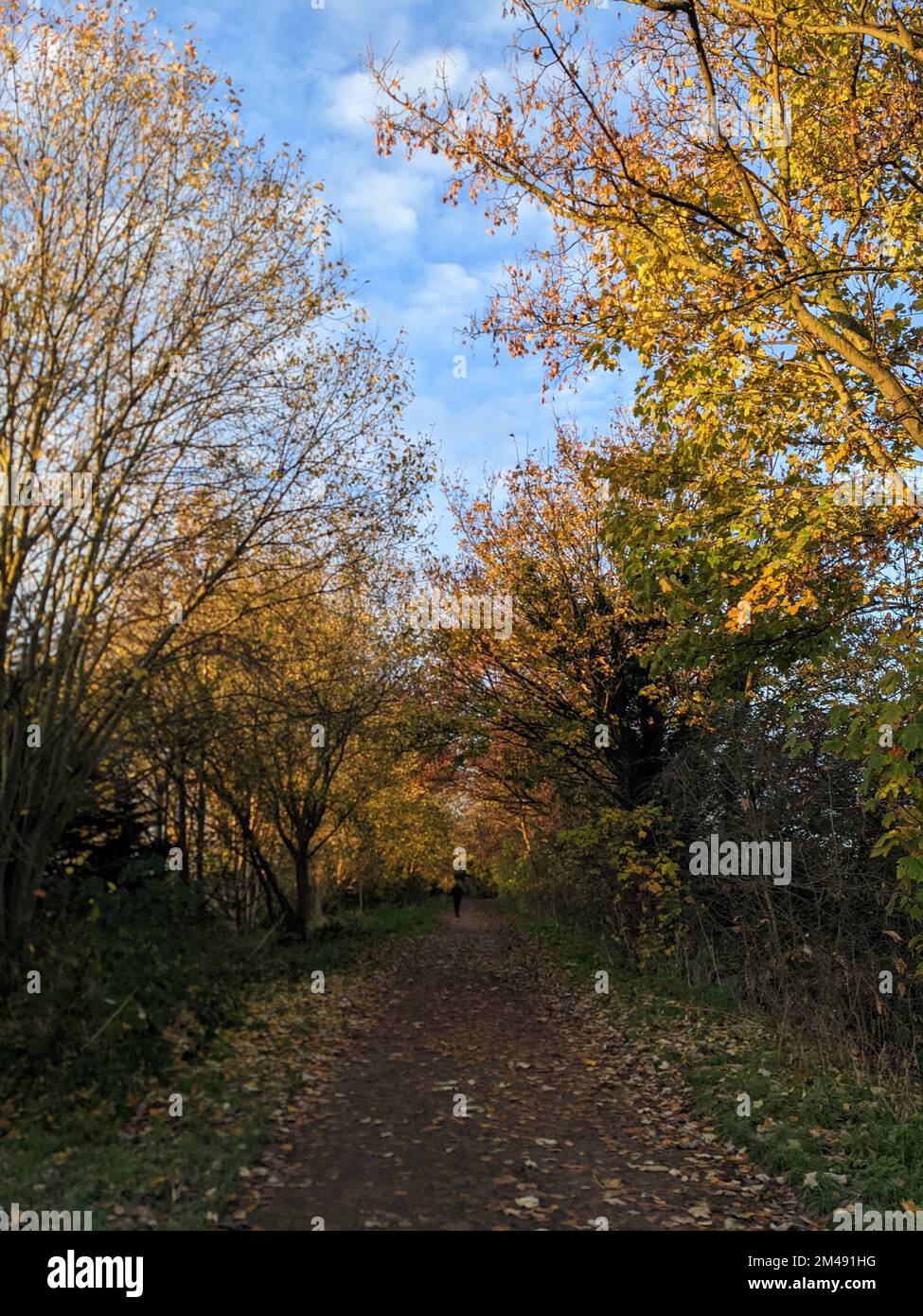 A vertical shot of a path passing through yellow trees against a blue ...