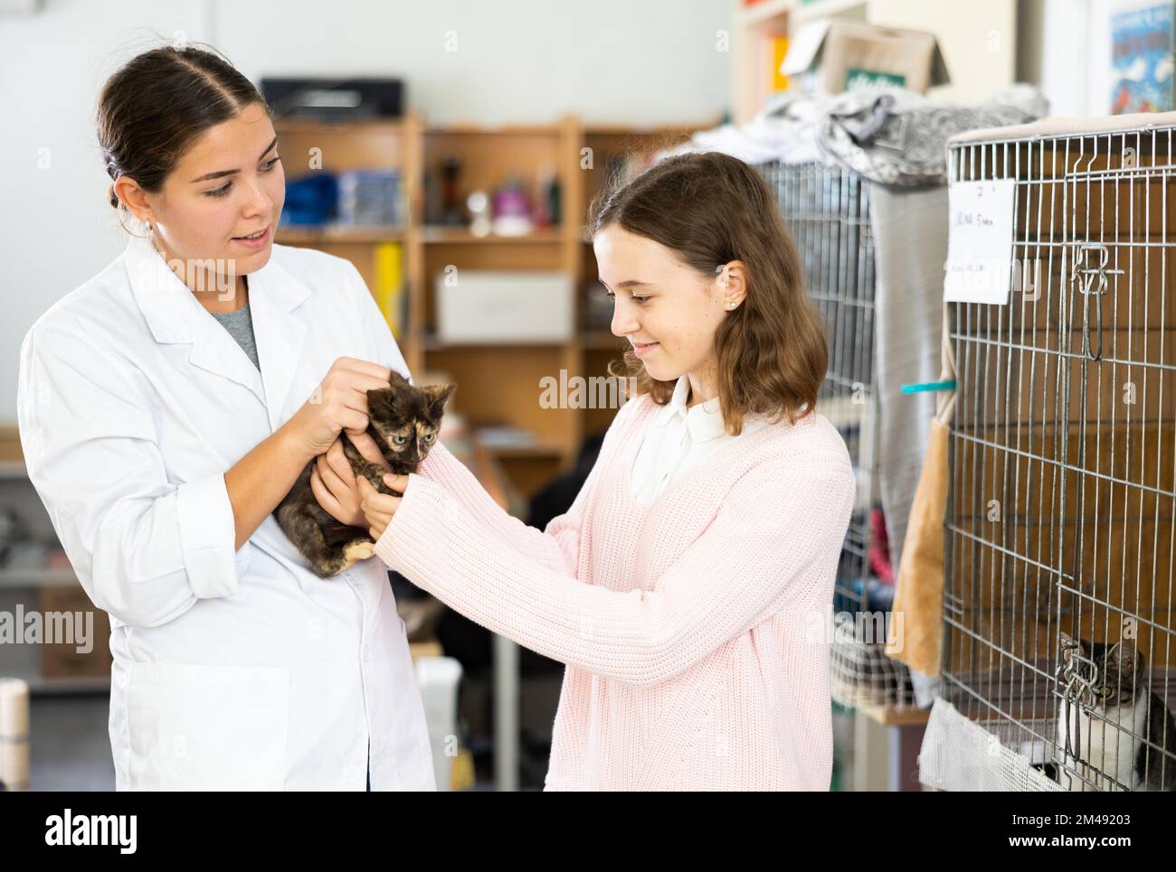 Preteen girl wanting to take home kitten from animal shelter Stock ...