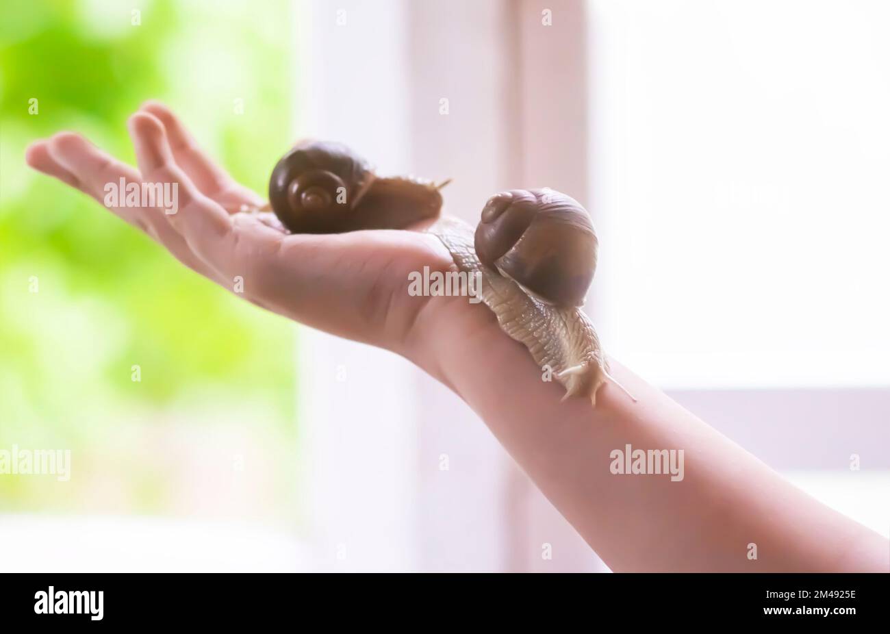 Child african giant snail hi-res stock photography and images - Alamy