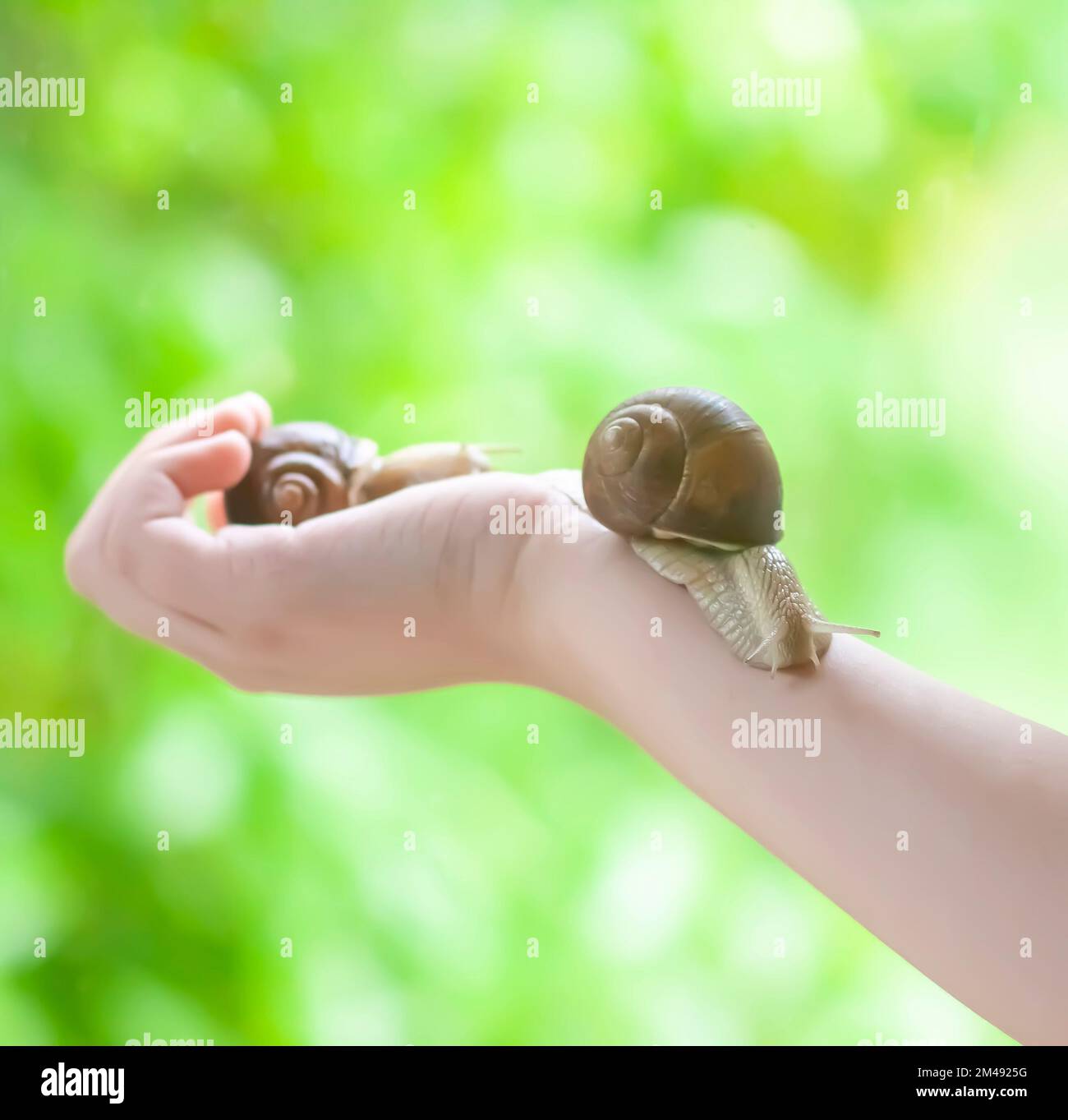 Child african giant snail hi-res stock photography and images - Alamy