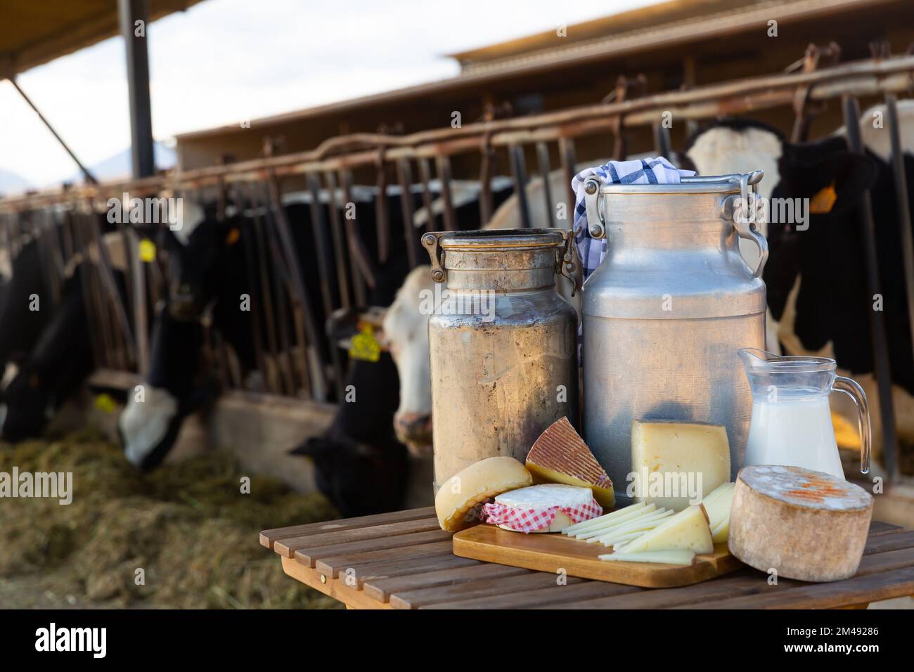 Various dairy products on table against background of cows in barn ...