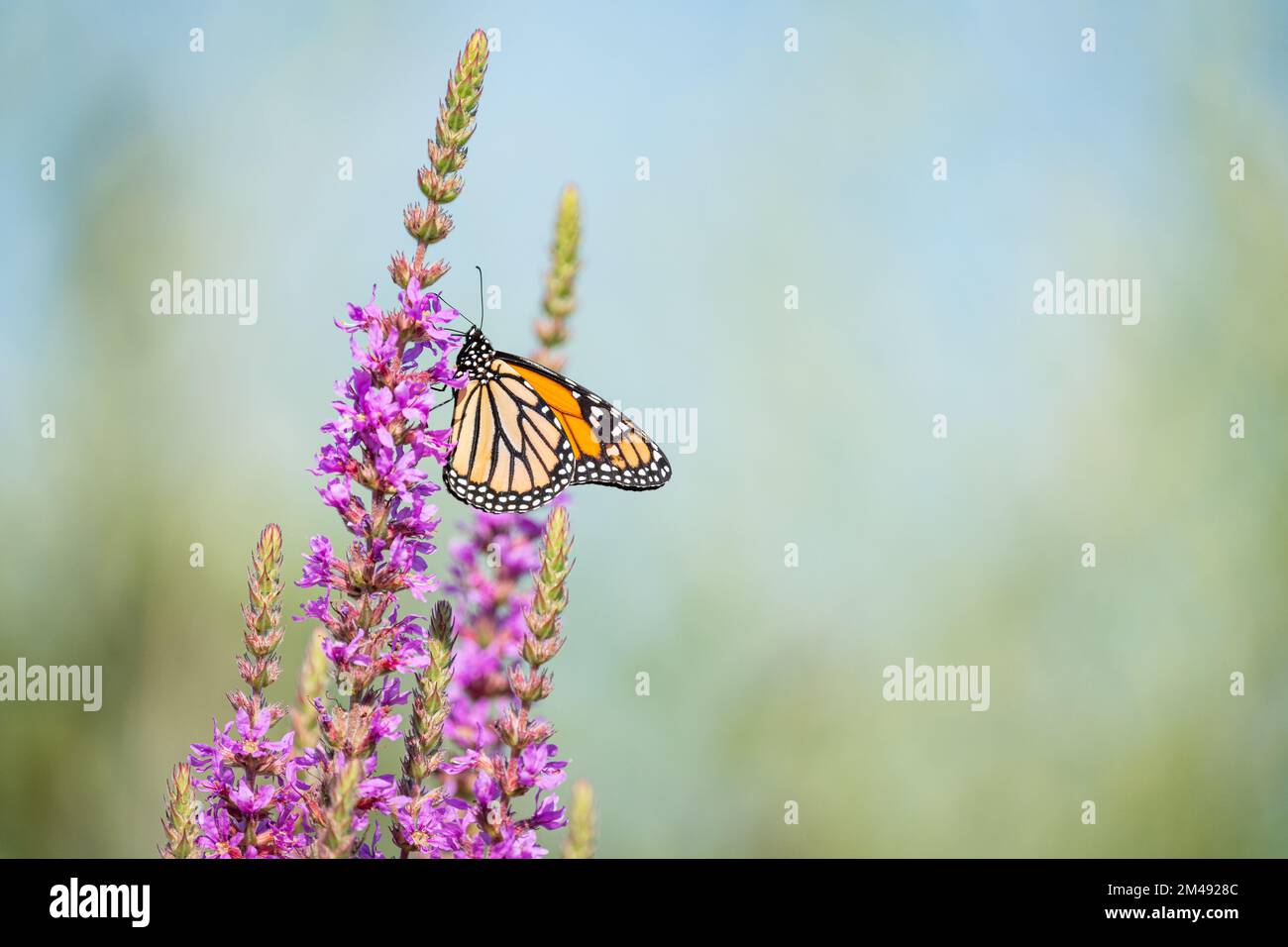 a monarch butterfly on purple flowers Stock Photo - Alamy