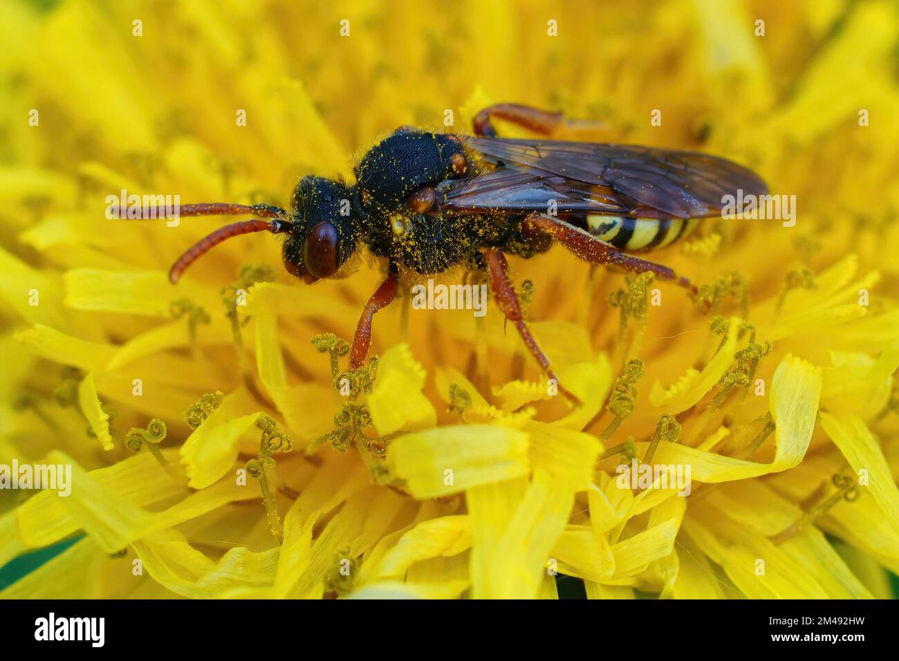 Natural closeup on a female cleptoparasite Variable nomad bee, Nomada ...