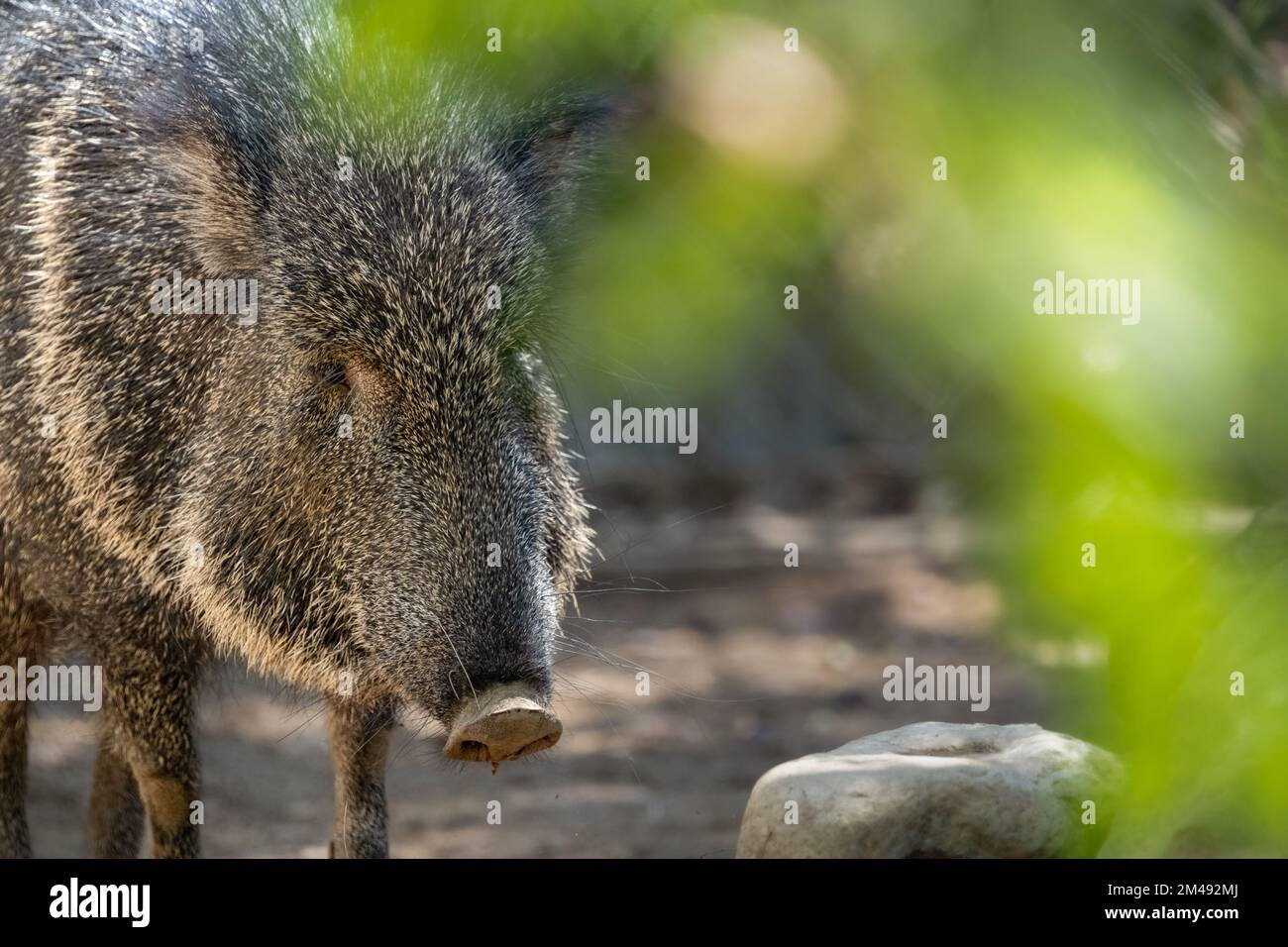 Endangered pig hi-res stock photography and images - Alamy