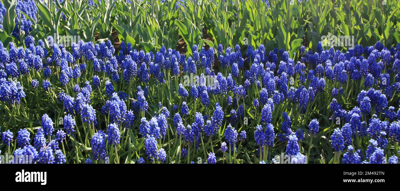 Scenic view in a spring park. Flowers in bloom Stock Photo - Alamy