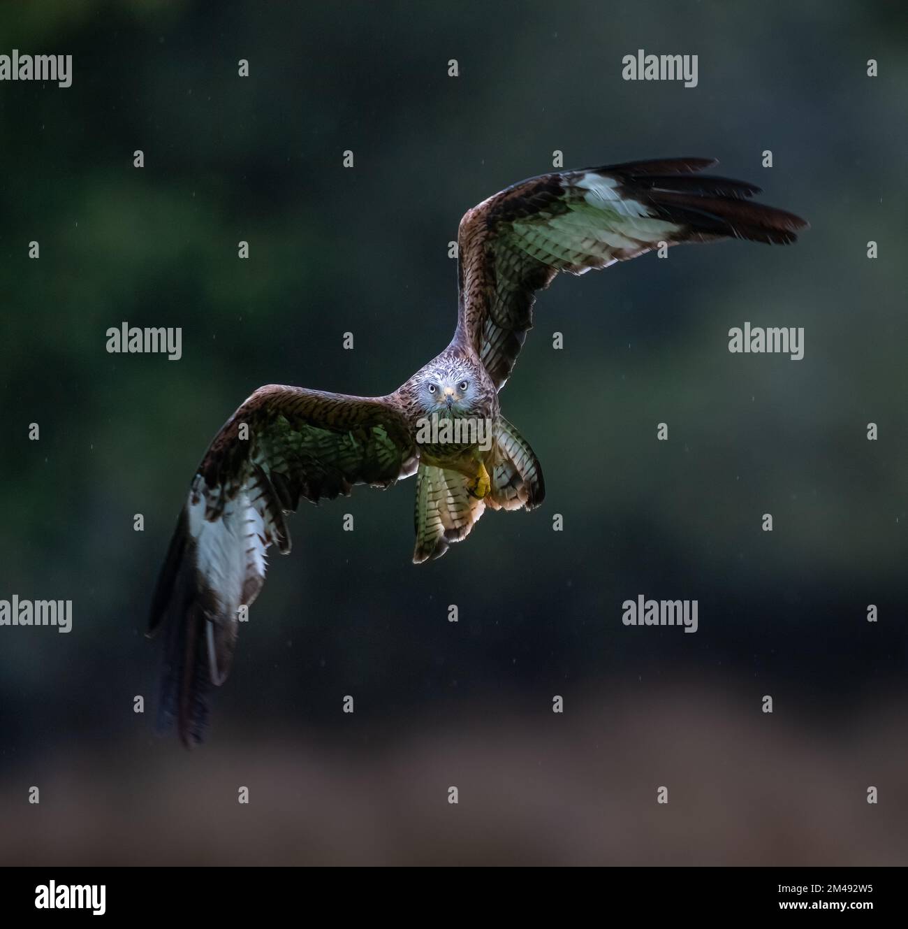 Red Kite in flight, Wales Stock Photo - Alamy