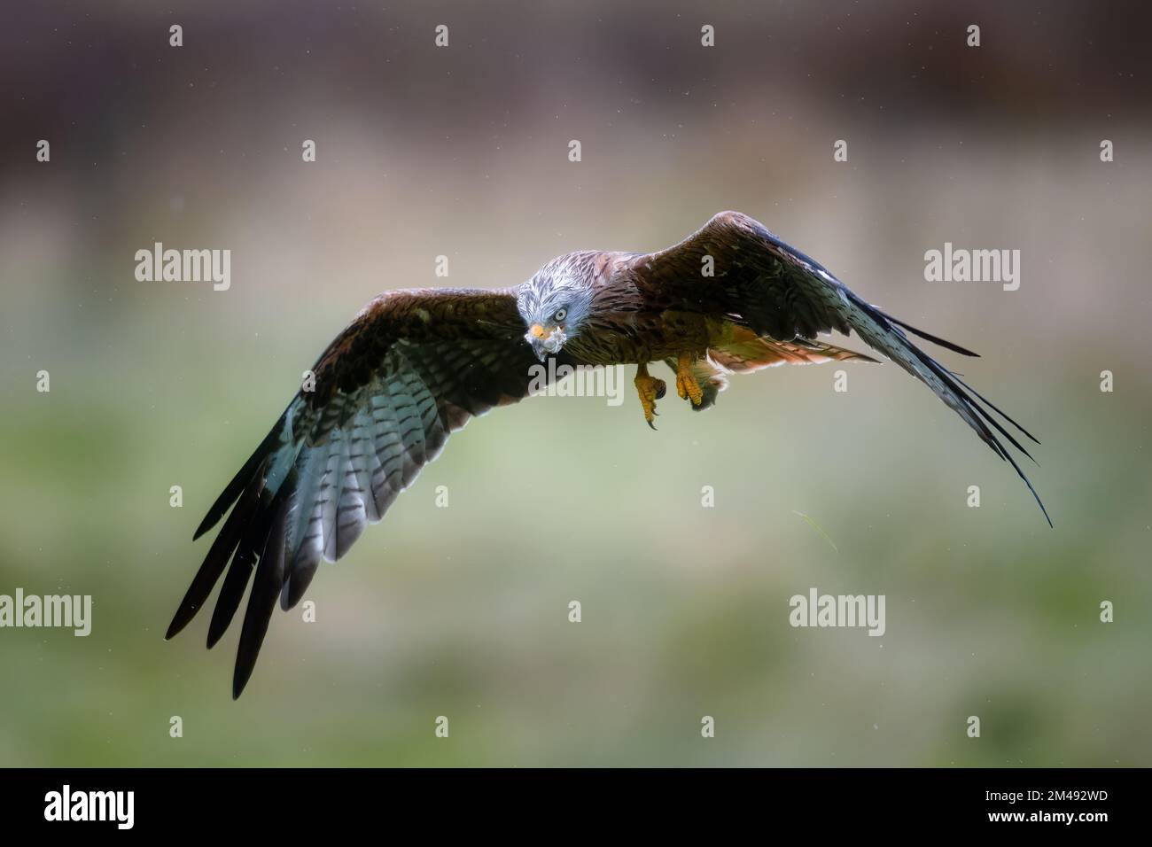Red Kite in flight with food in its mouth, Wales Stock Photo - Alamy