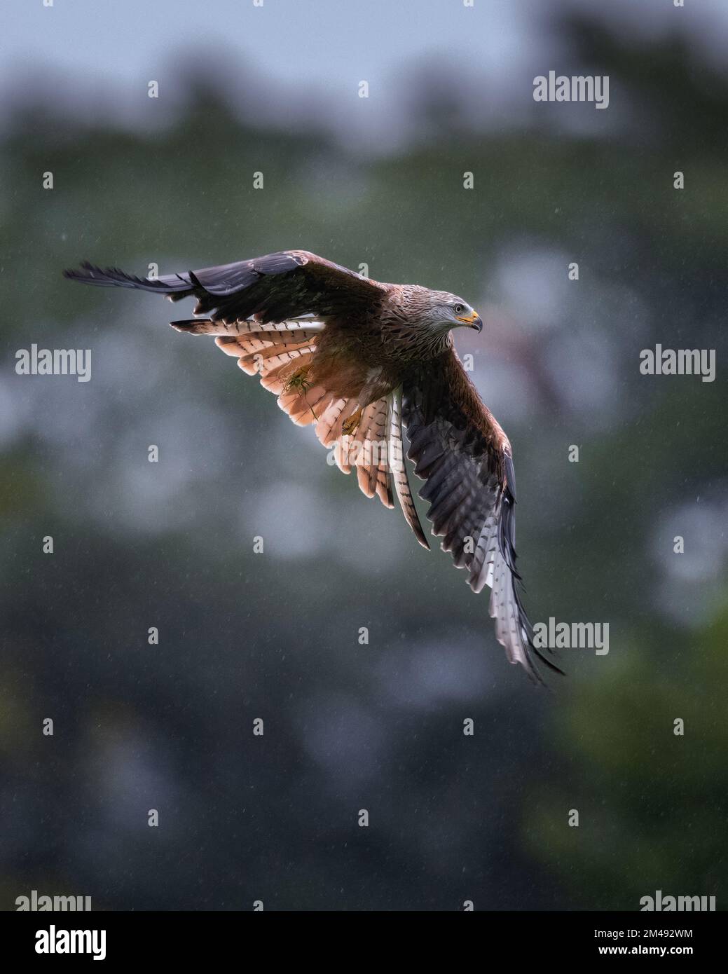 Red Kite in flight, Wales Stock Photo - Alamy