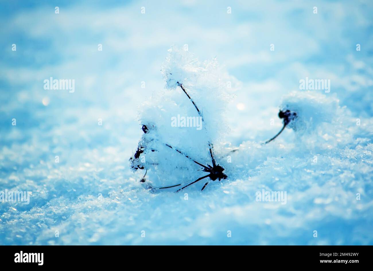 Seasonal nature background. Winter nature details Stock Photo - Alamy