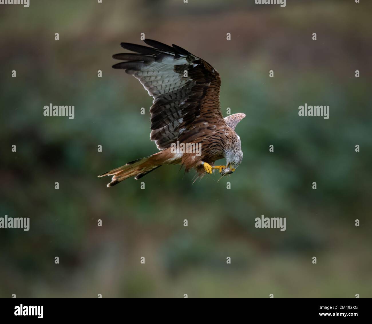 Red Kite feeding in flight, Wales Stock Photo - Alamy