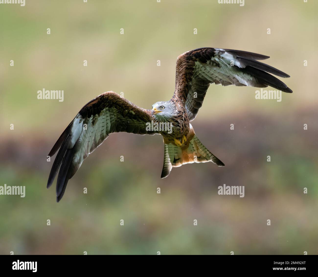 Red Kite in flight, Wales Stock Photo - Alamy
