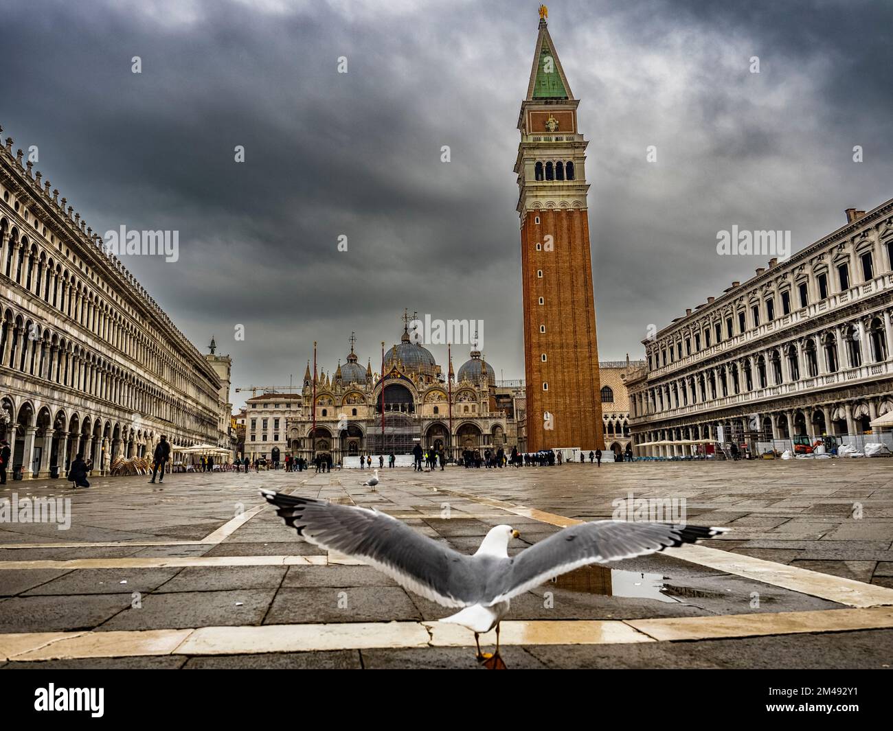 Seagull on St. Mark's square in Venice Stock Photo - Alamy