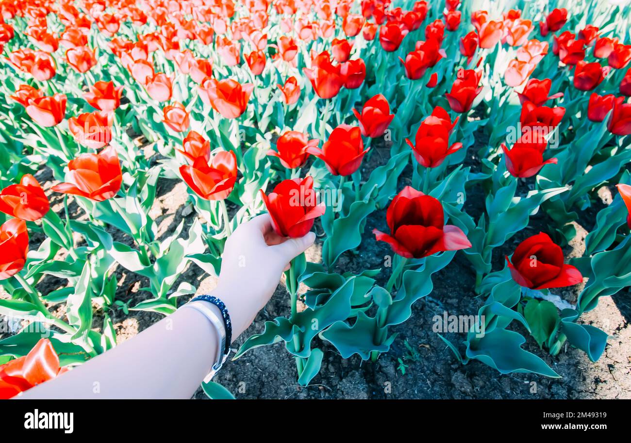 Scenic view in a spring park. Flowers in bloom Stock Photo - Alamy