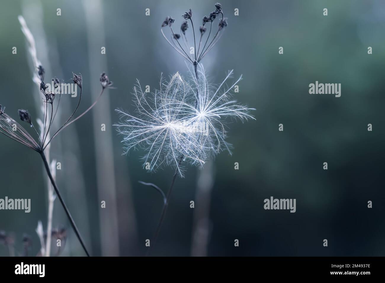 White soft fluffy thistle seeds hi-res stock photography and images - Alamy