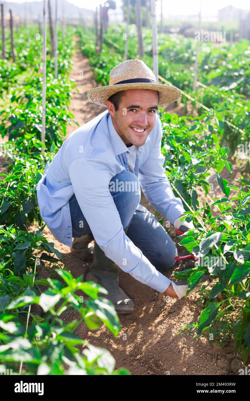 Farmer with a secateurs harvests bell peppers in the beds in garden ...