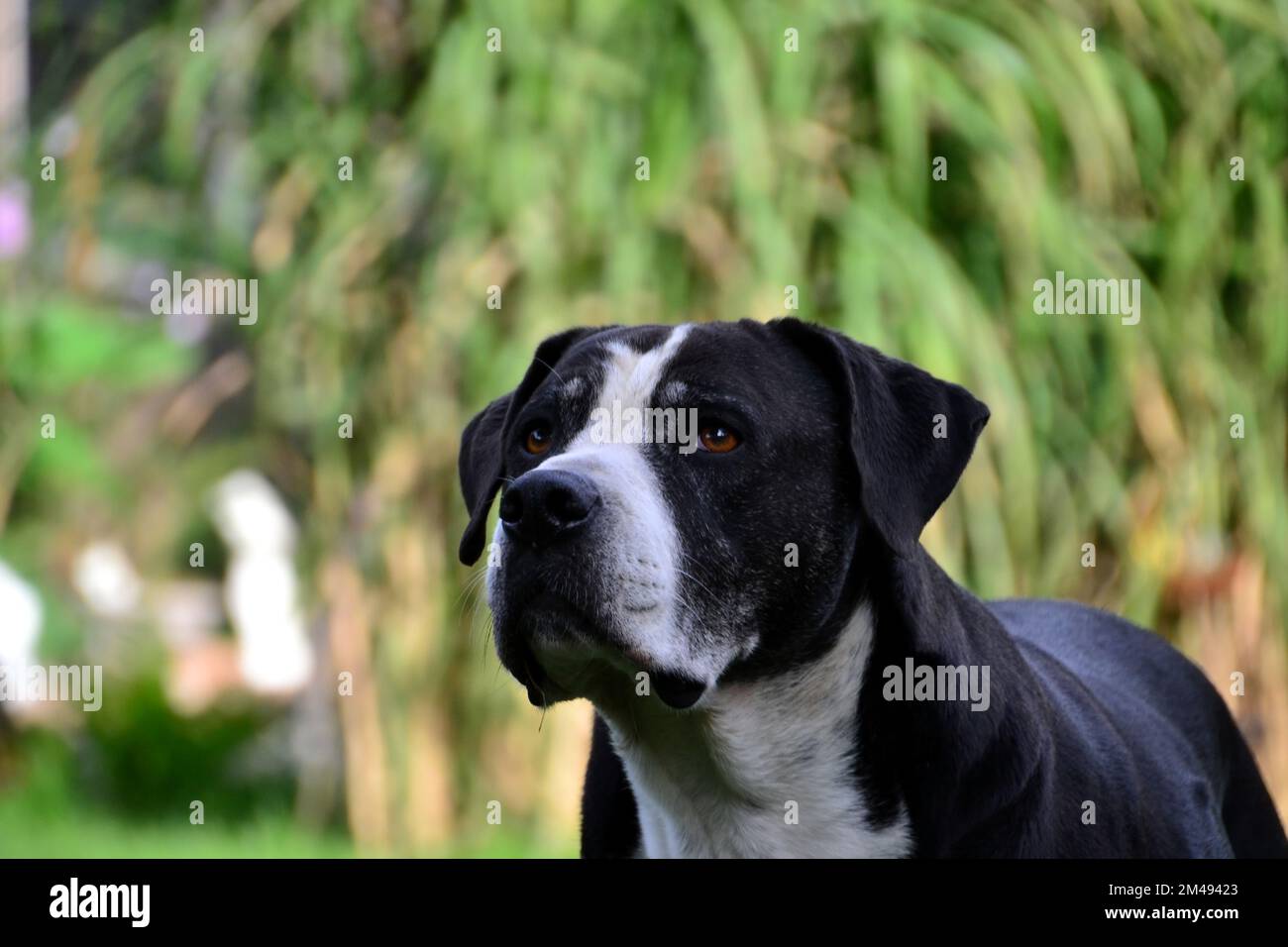 A big cute American Staffordshire Terrier in the garden Stock Photo - Alamy