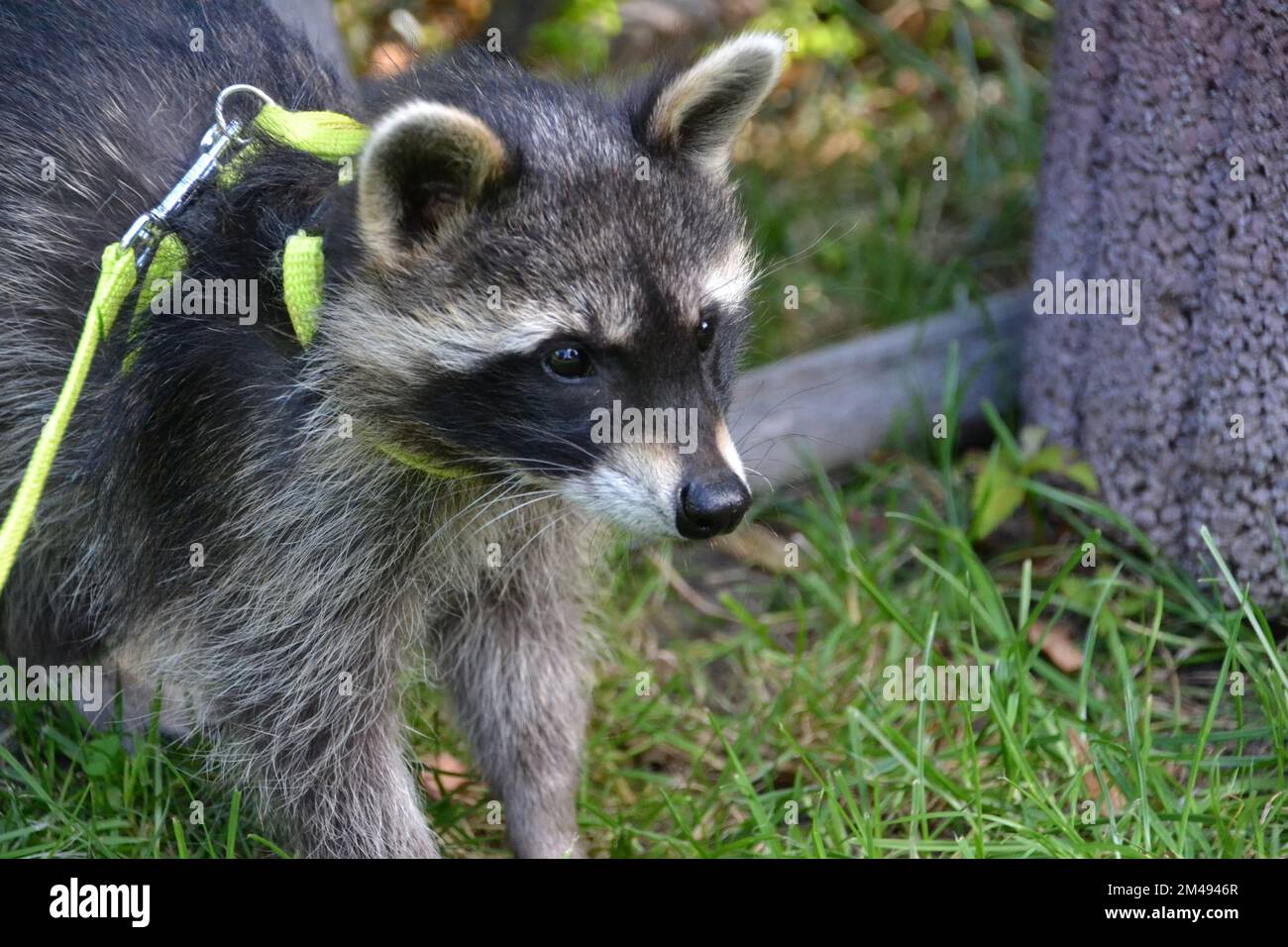 A closeup of a young raccoon (Procyon lotor) on a leash in a green ...