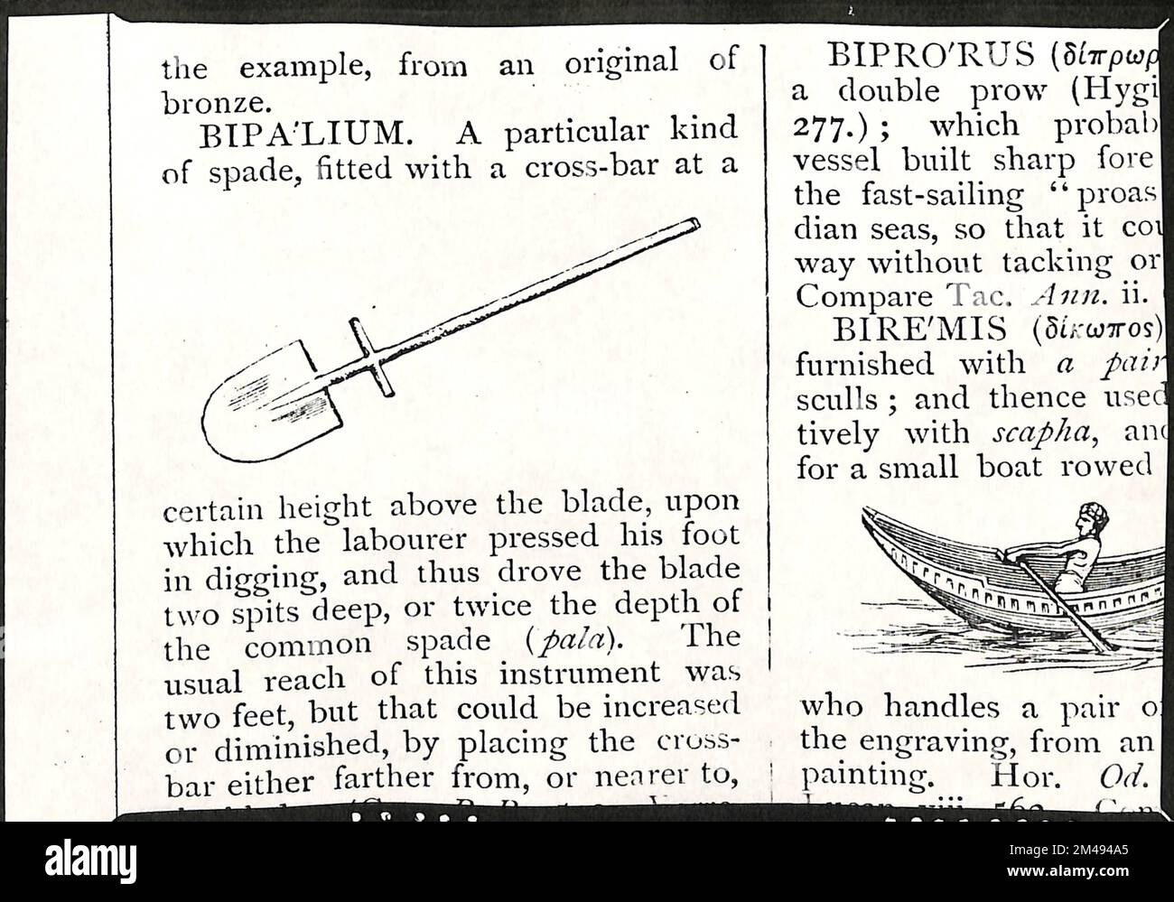 Bipalium. Original caption: From " A Dictionary of Roman and Greek ...