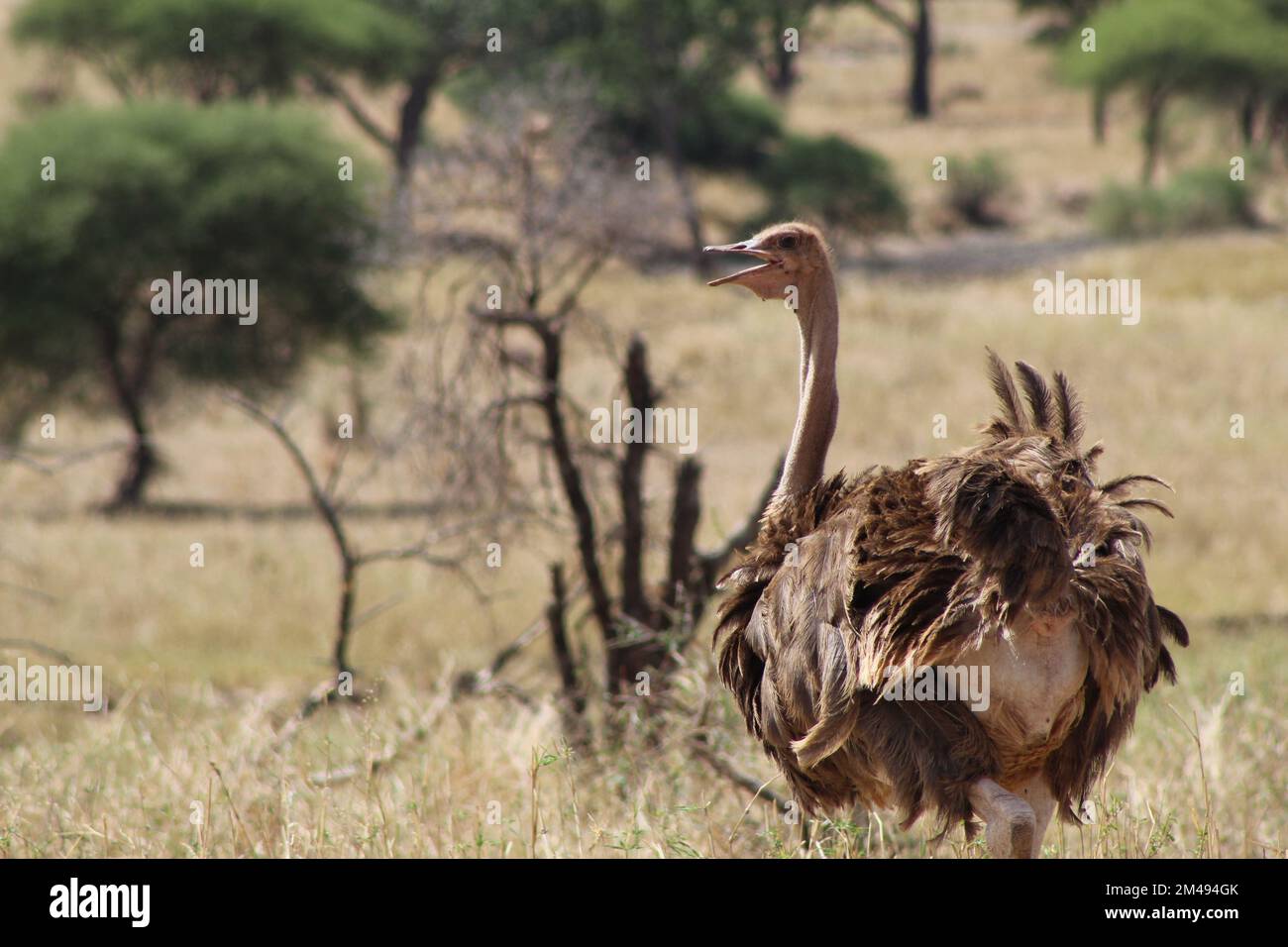 Ostrich in the sun hi-res stock photography and images - Alamy