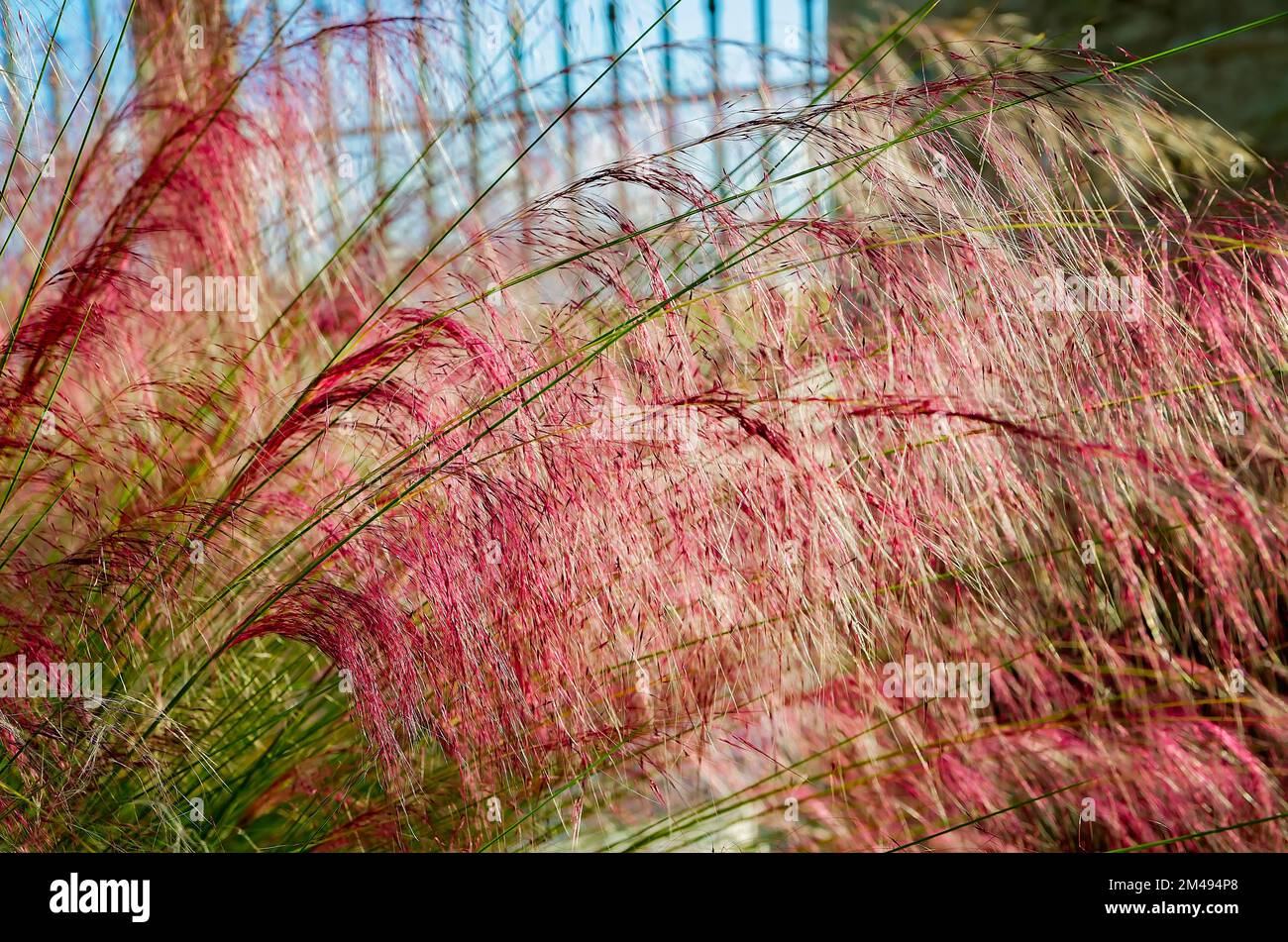 Gulf muhly grass (Muhlenbergia capillaris) grows near the GulfQuest ...