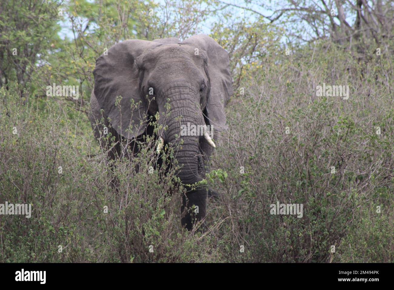 serengeti elephant hiding in grass Stock Photo - Alamy