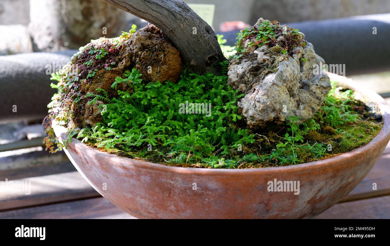 Close-up of a bonsai tree base and potted soil design. Potted bonsai ...