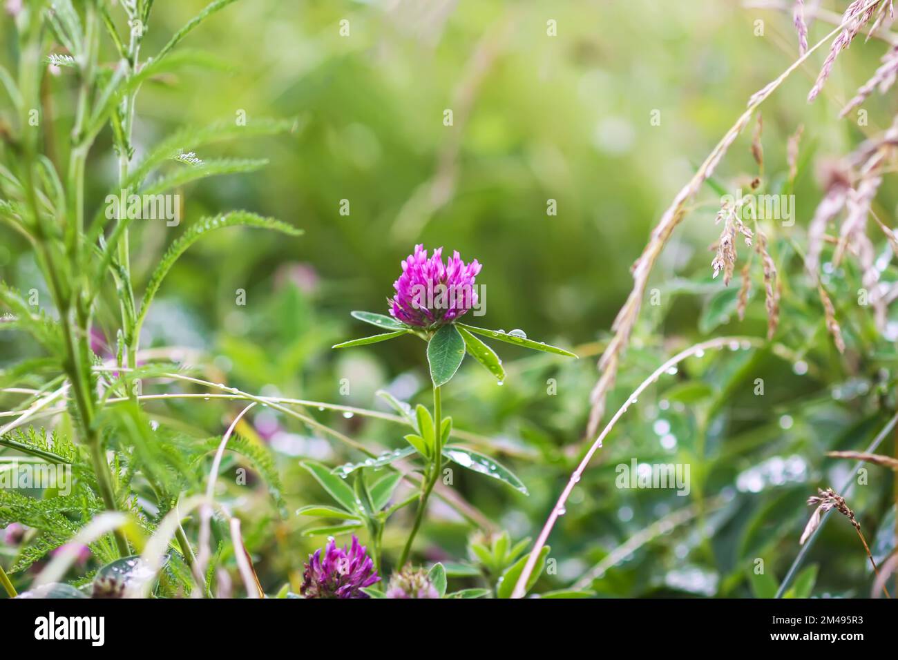 Wildflowers on summer field. Pink clover flower Stock Photo - Alamy