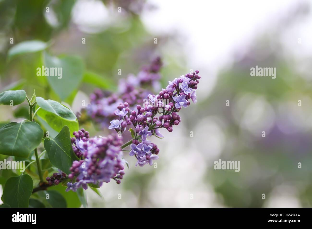 Lilac flowers. Syringa vulgaris plant in flowering season Stock Photo ...