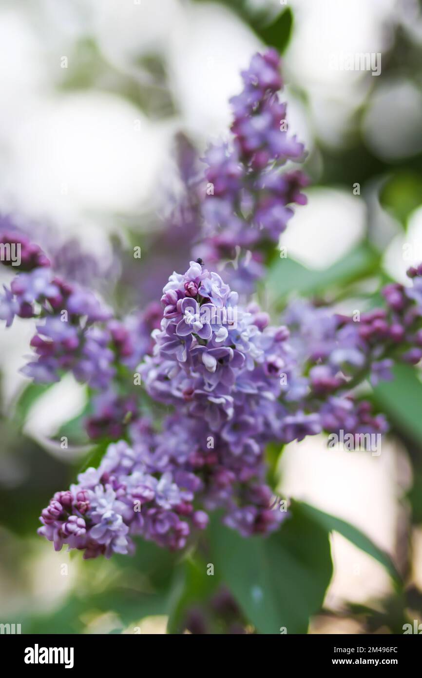 Lilac flowers. Syringa vulgaris plant in flowering season Stock Photo ...