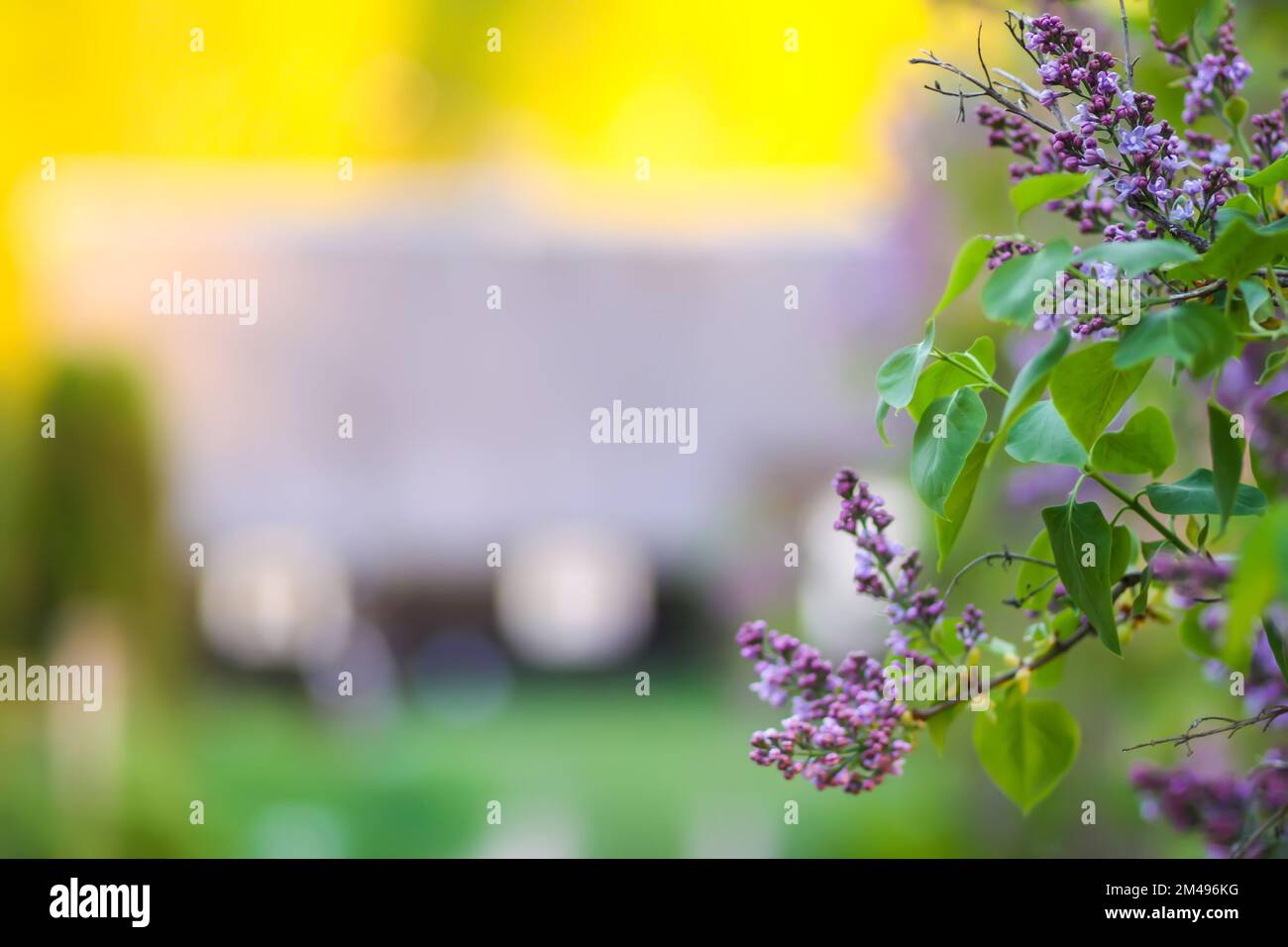 Lilac flowers. Syringa vulgaris plant in flowering season Stock Photo ...