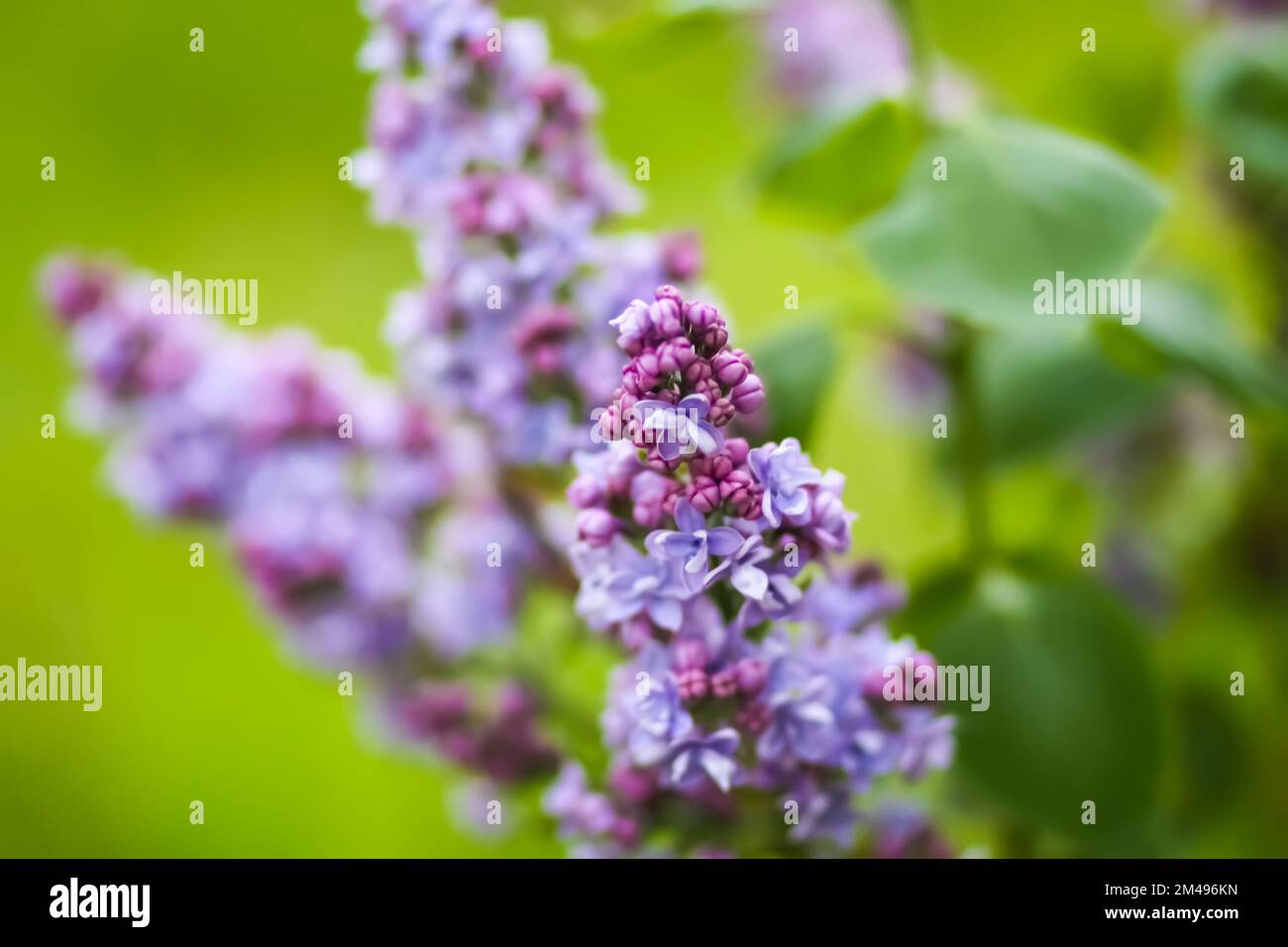 Lilac flowers. Syringa vulgaris plant in flowering season Stock Photo ...
