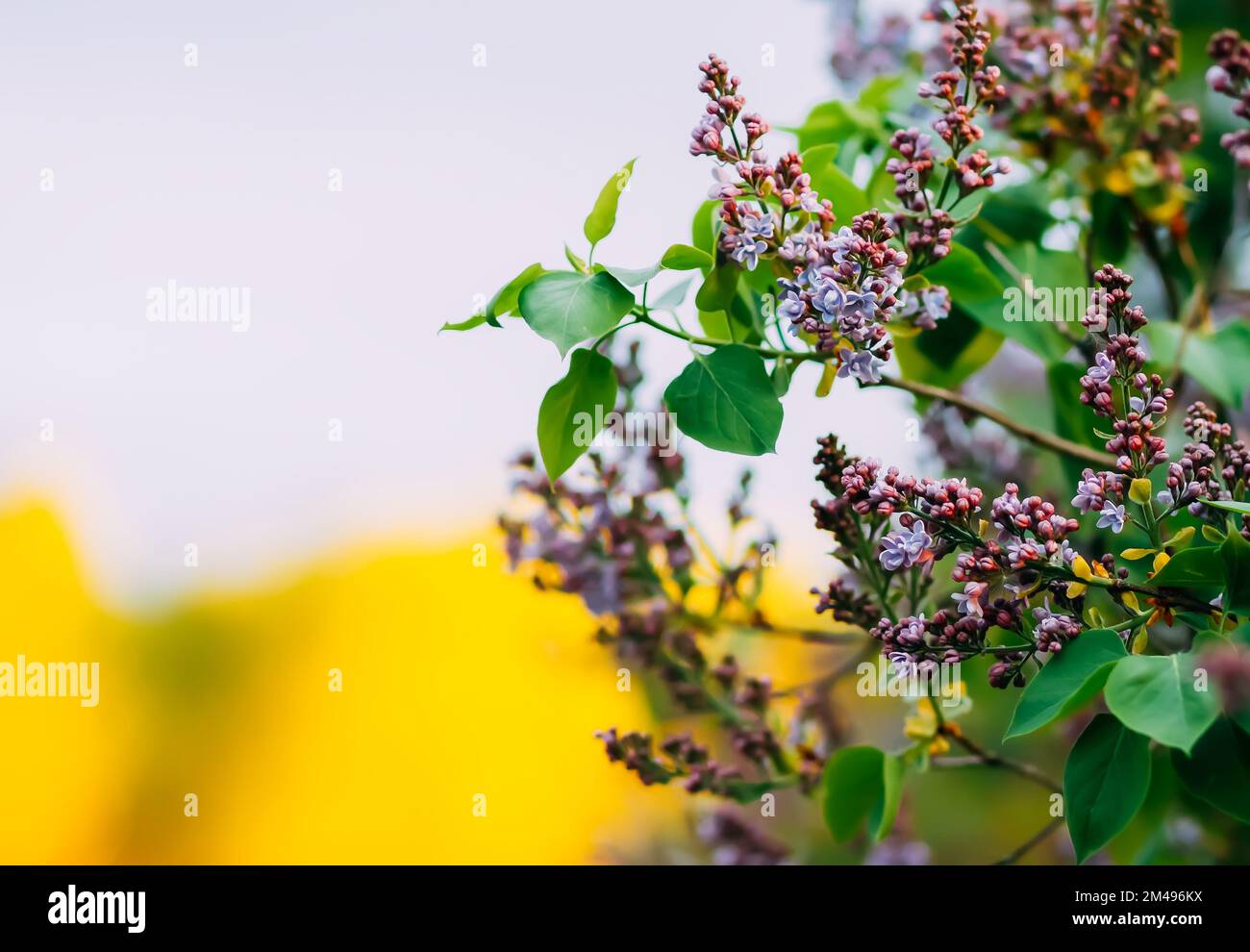 Lilac flowers. Syringa vulgaris plant in flowering season Stock Photo ...