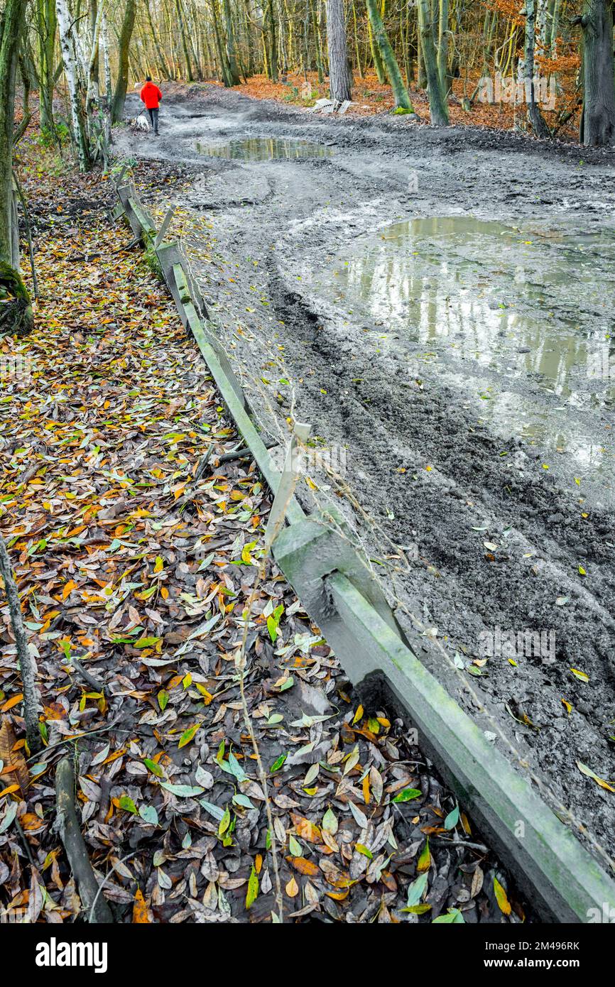 Man walking around a large puddle in a woodland with his pet dog Stock ...