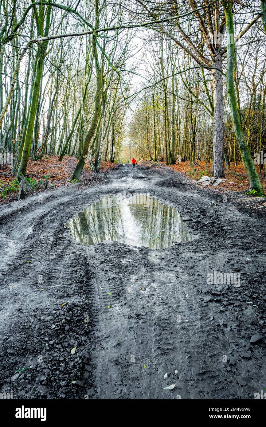 Man walking around a large puddle in a woodland with his pet dog Stock ...
