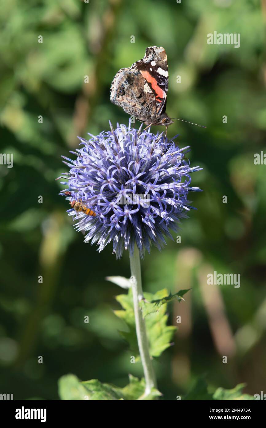 A Red Admiral Butterfly (Vanessa Atalanta) on a Globe Thistle (Echinops ...