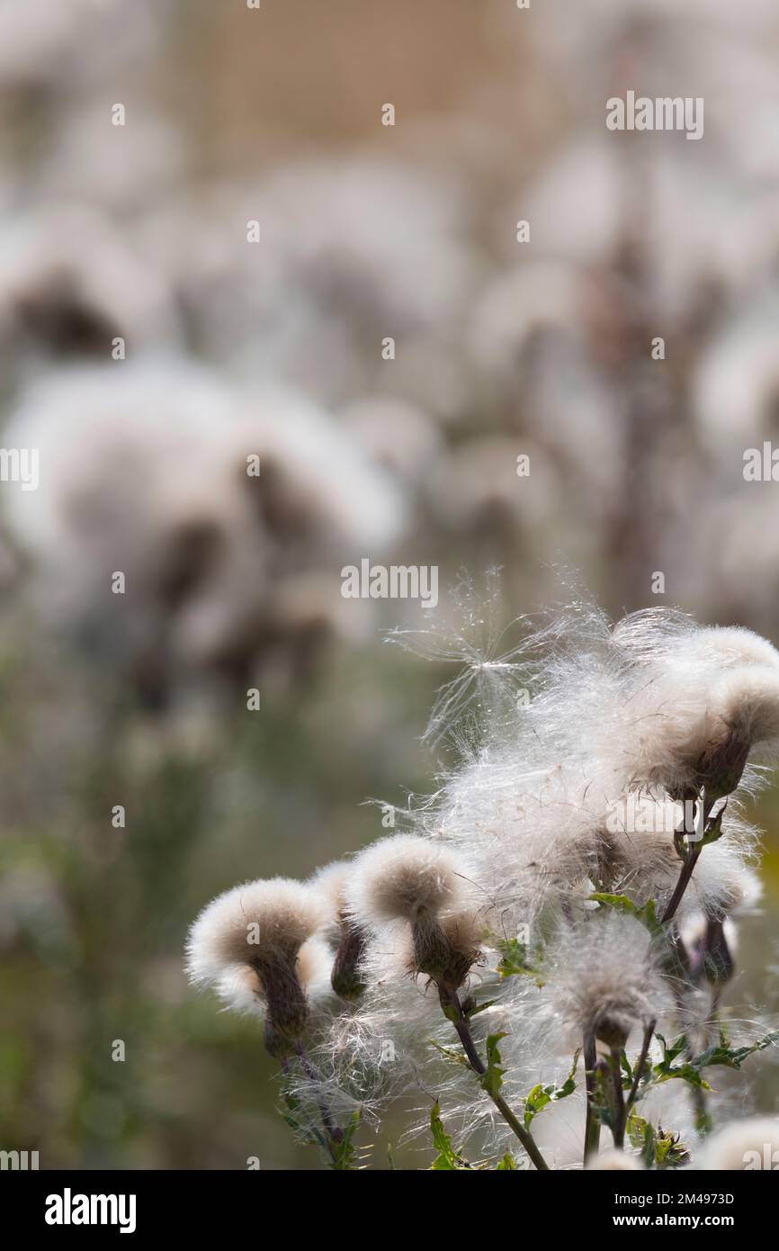 Thistles heads in flower seed hi-res stock photography and images - Alamy