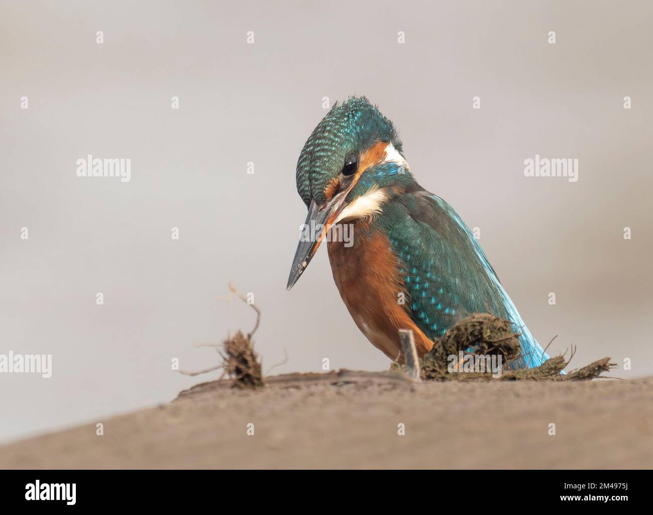 A female Kingfisher on the River Exe in Devon UK Stock Photo - Alamy