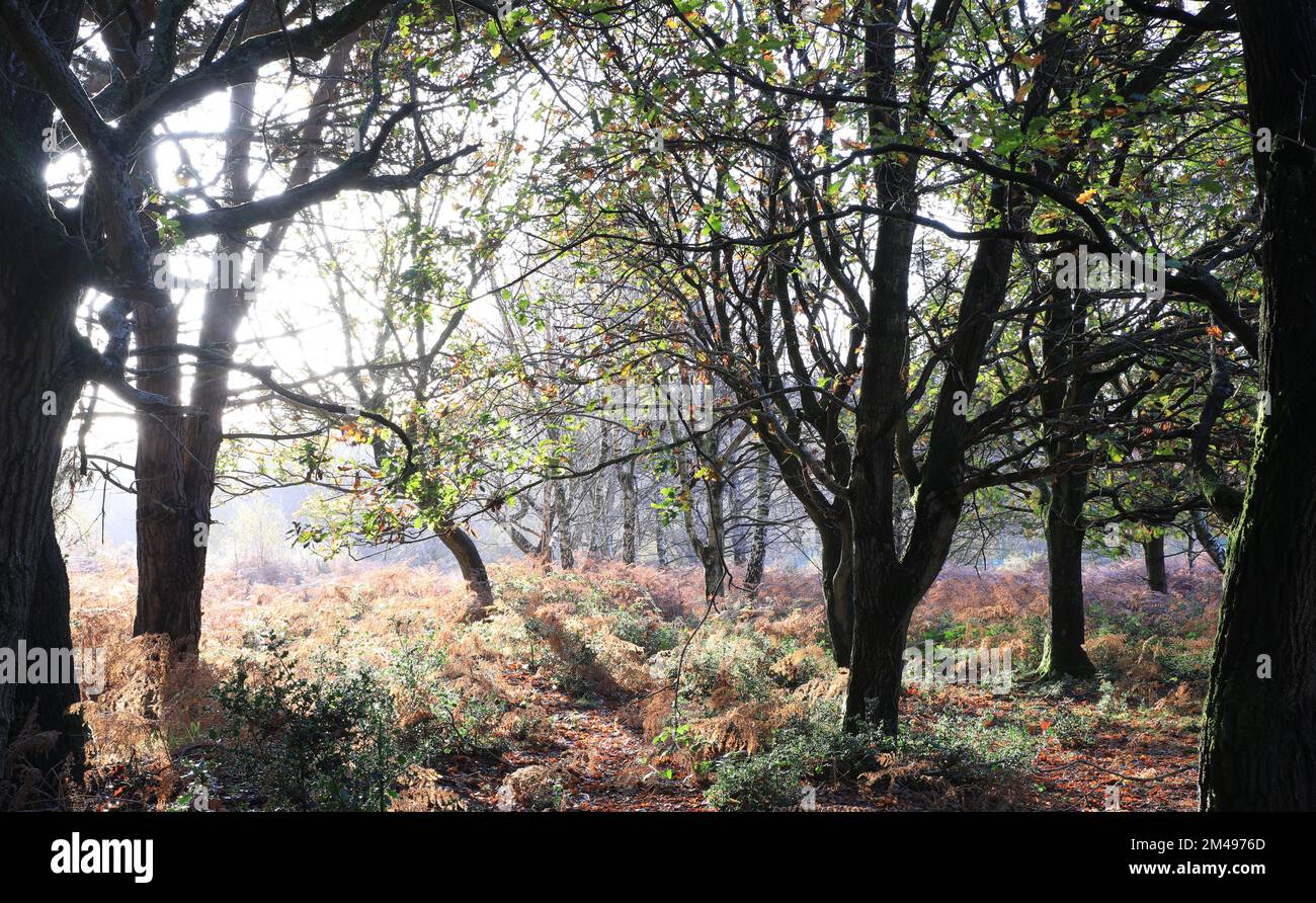 A daytime view of the blossomed Sutton park in Birmingham, United ...