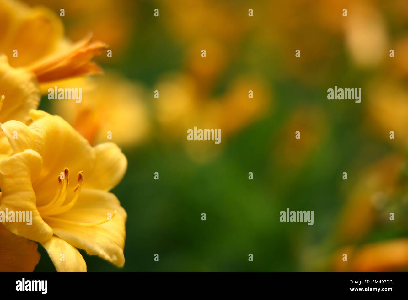 A shallow focus shot yellow dallies in a blossomed garden Stock Photo ...