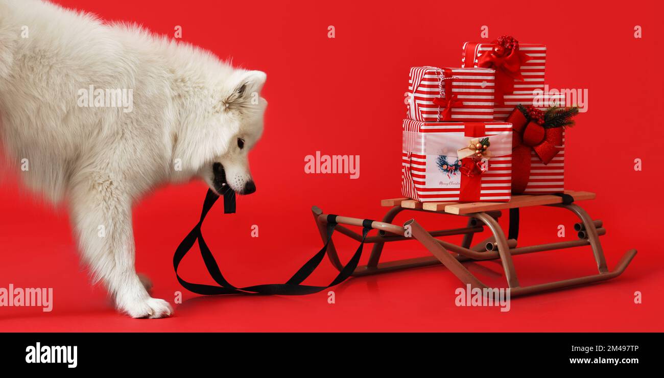 Cute Samoyed dog with sledge and Christmas gifts on red background ...