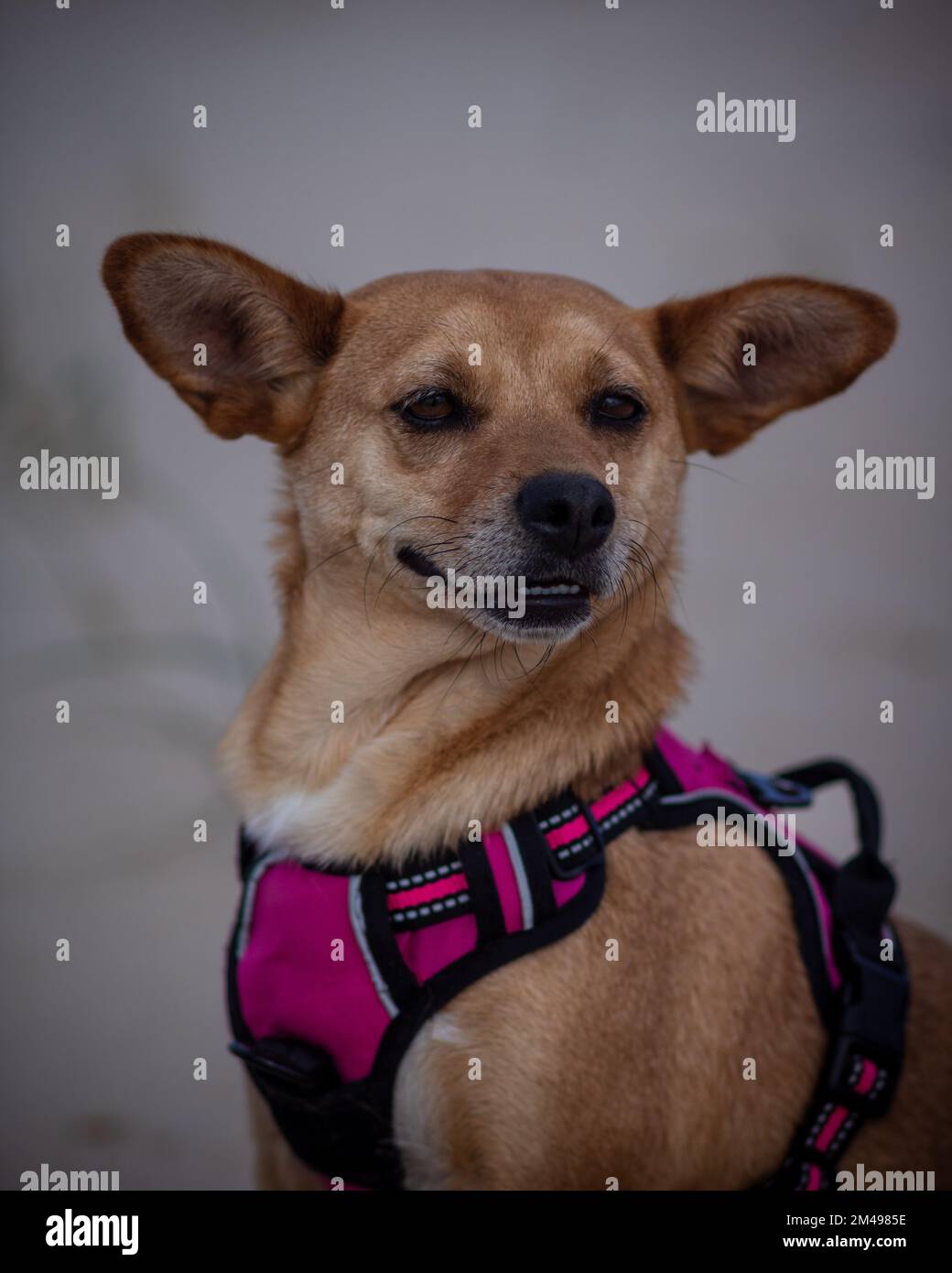 Close-up of face portrait of a cute mixed-breed dog showing teeth and ...